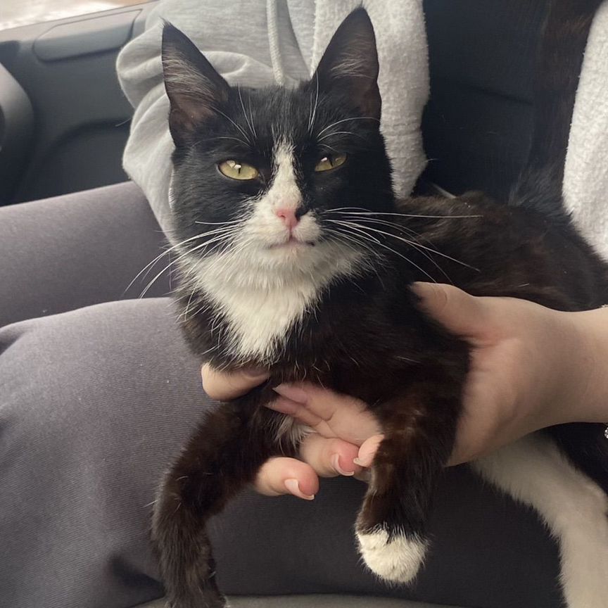 Котёнок в добрые руки