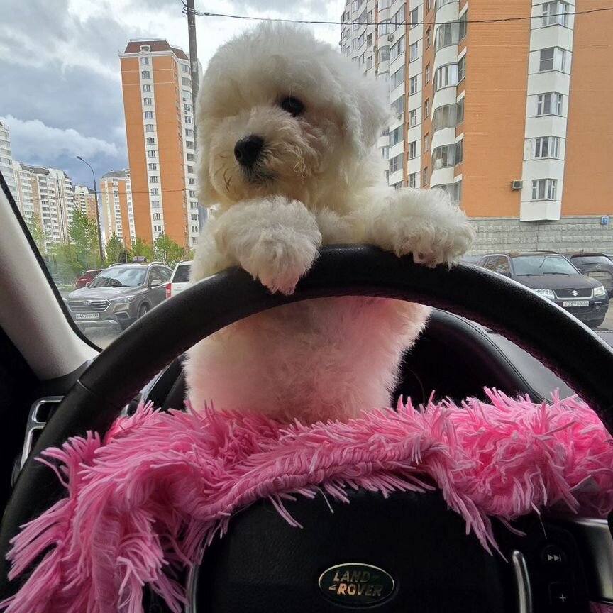 Бишон фризе, щенок