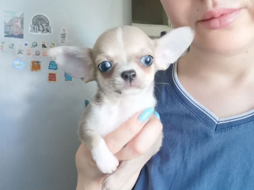 Чихуахуа мальчик