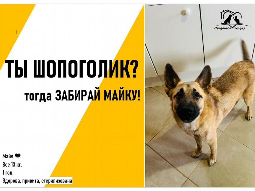 Пчелка Майя