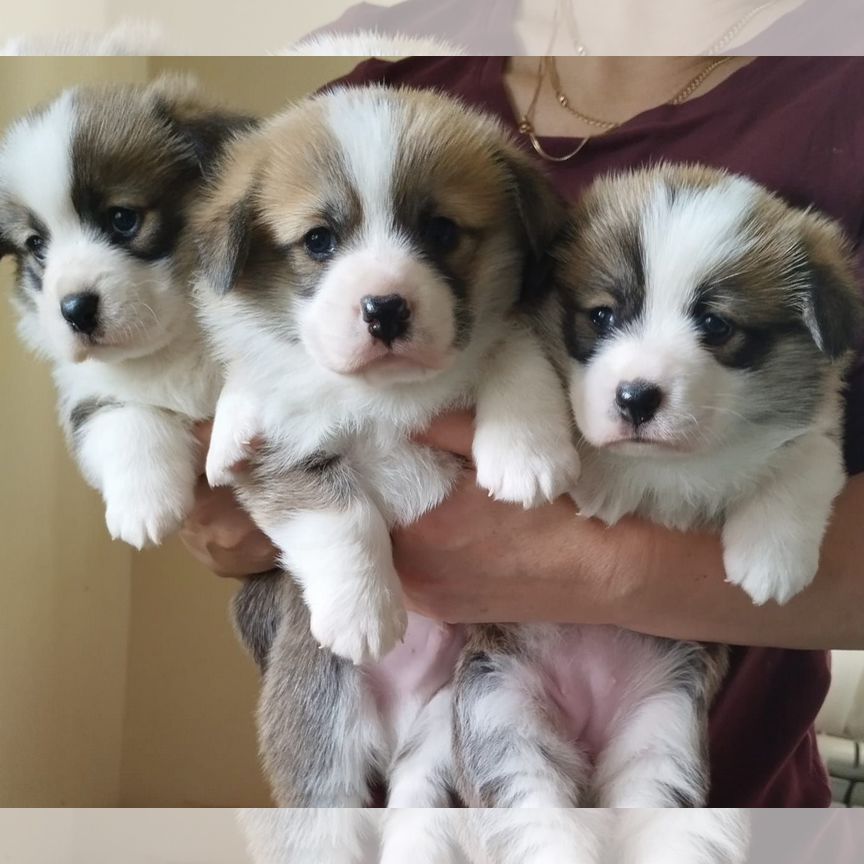 Вельш Корги Пемброк, щенок