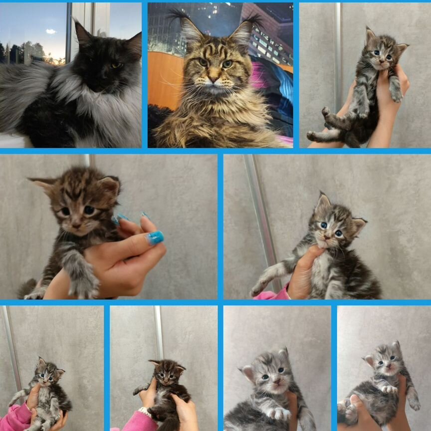 Мейн-кун котёнок