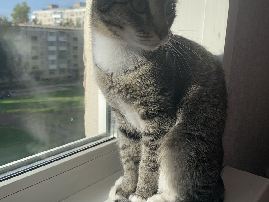 Нашлась кошка