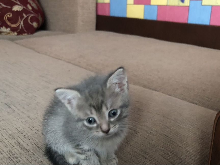 Котята очаровашки