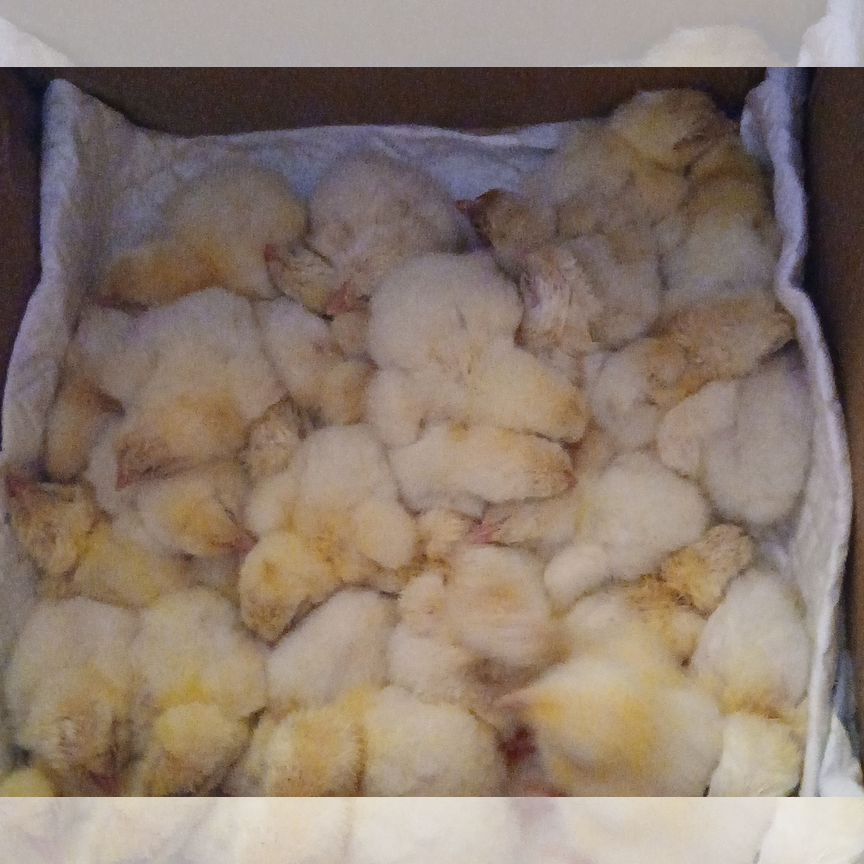 Цыплёнок бройлер Арбор Айкрез