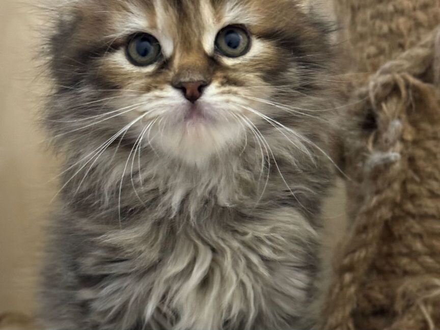 Породистые котята