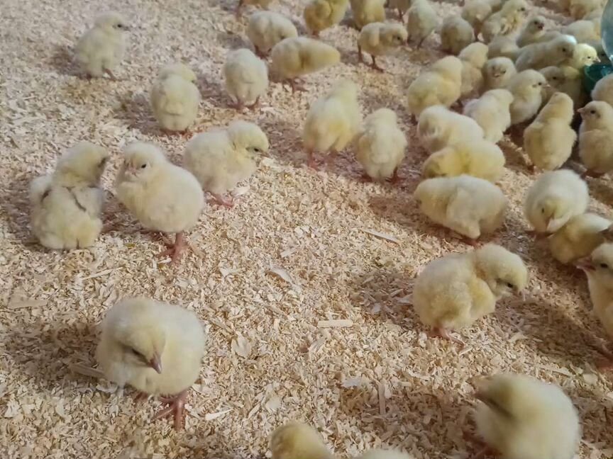 Бройлера оптом