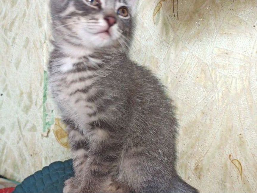 Счастье бесплатно