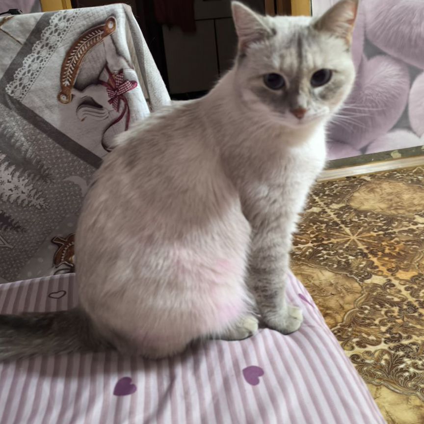 Тайская, взрослая кошка