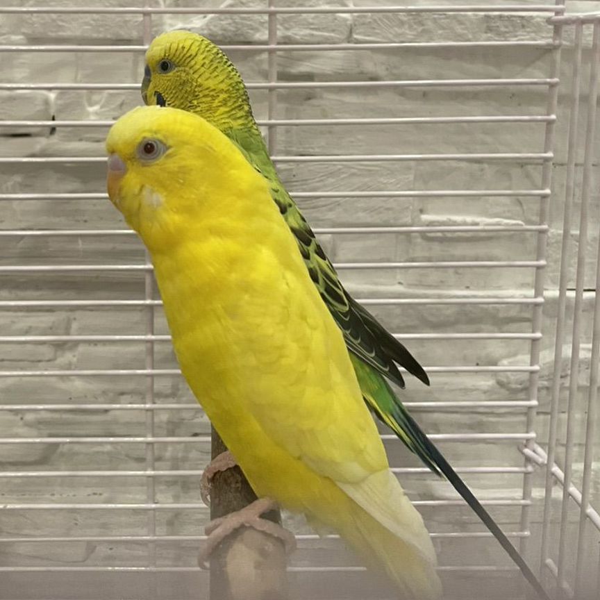 Волнистый попугай