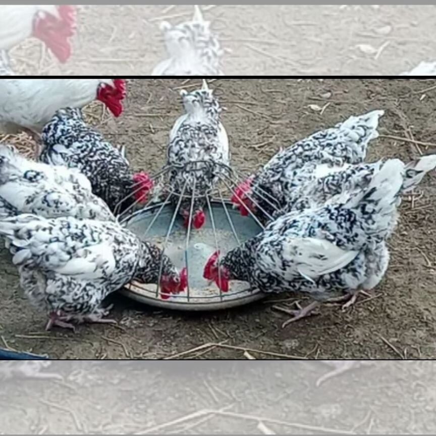 Куры несушки Пушкинская