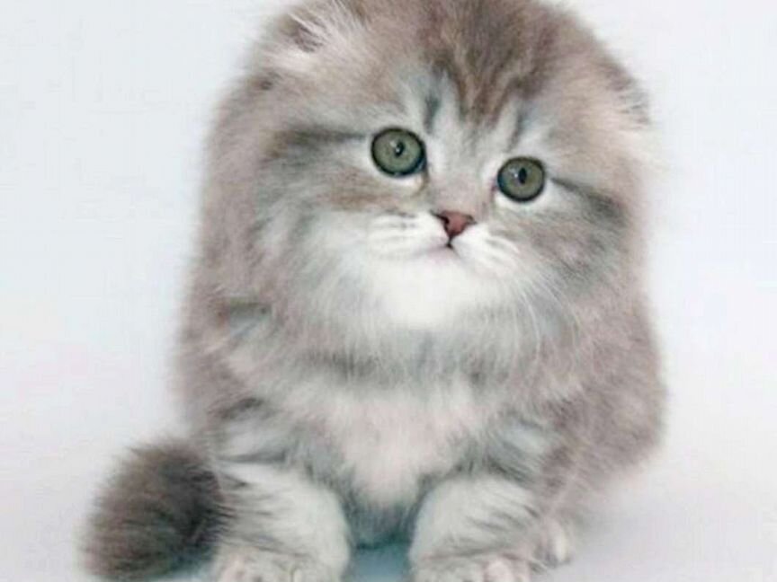 Вислоухие Мишки) Голубой Табби