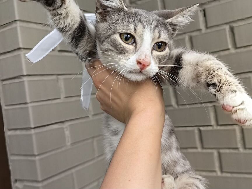 Земляничка 3,5 мес от домашней кошки