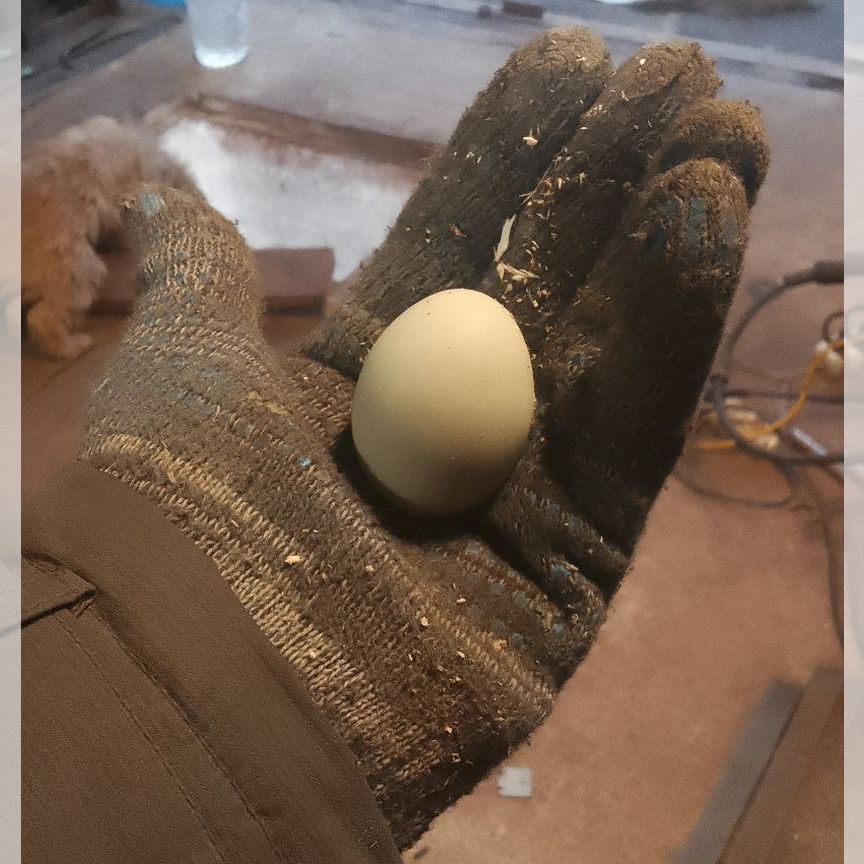 Куры молодки несушки