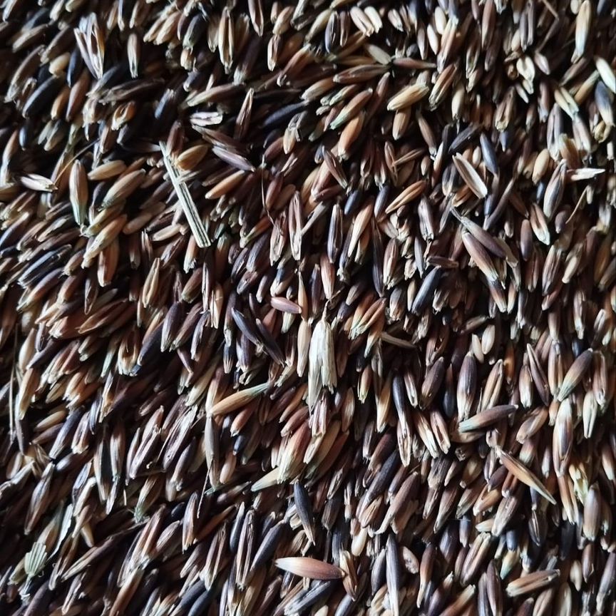 Овес черный