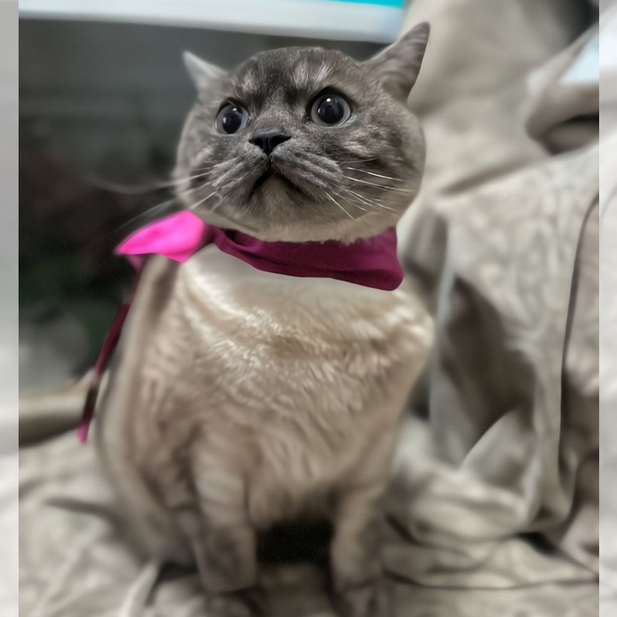 Взрослый кот в добрые руки