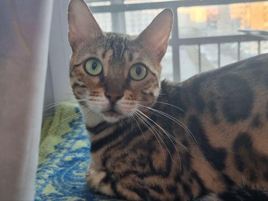 Бенгальская кошка 30000 беременная