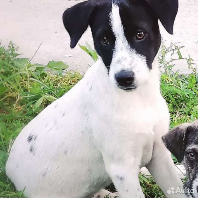 Щенок девочка 3.5 мес в добрую семью