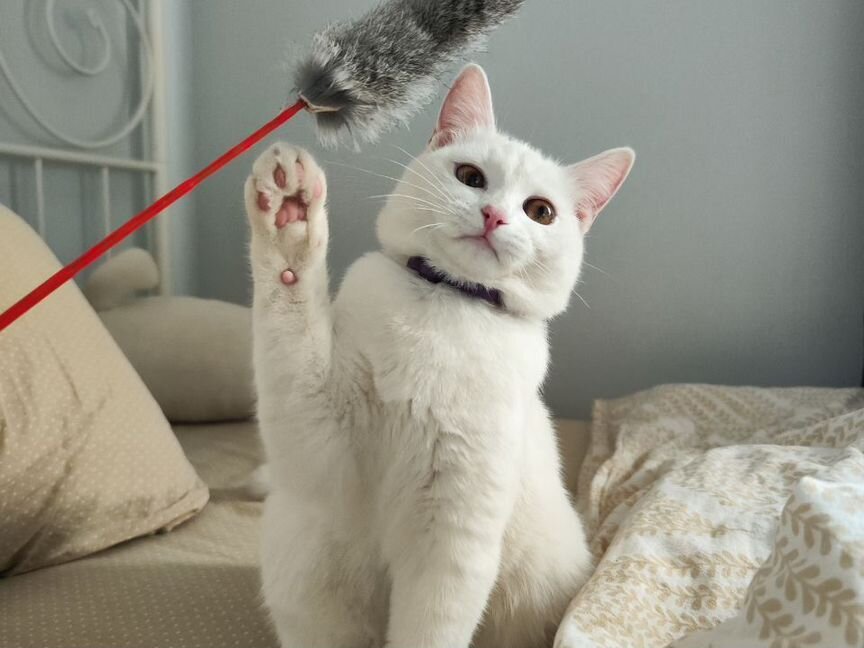 Отдам кошечку в добрые руки