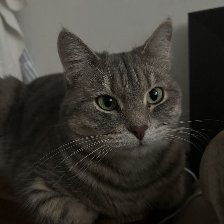 Кошечка буся