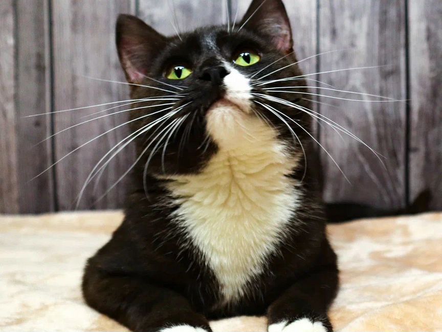 Котик ласкуша ищет дом