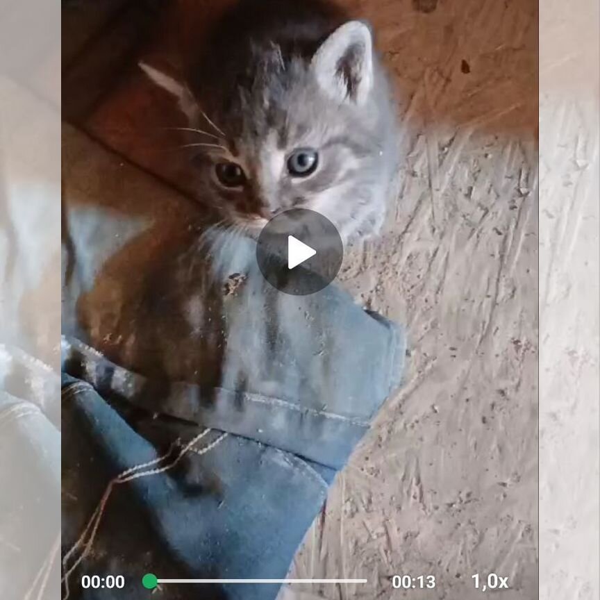 Котята в добрые руки бесплатно