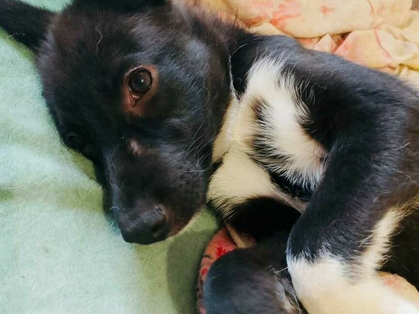 Щенок, шесть месяцев (стерилизована)