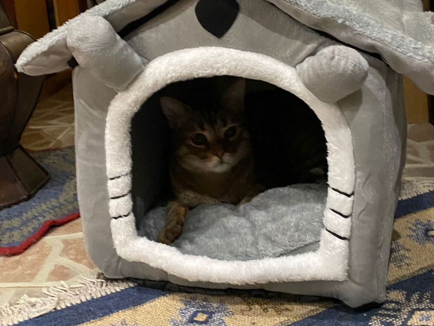 Котик безплатно