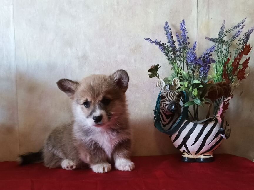 Вельш корги пемброк