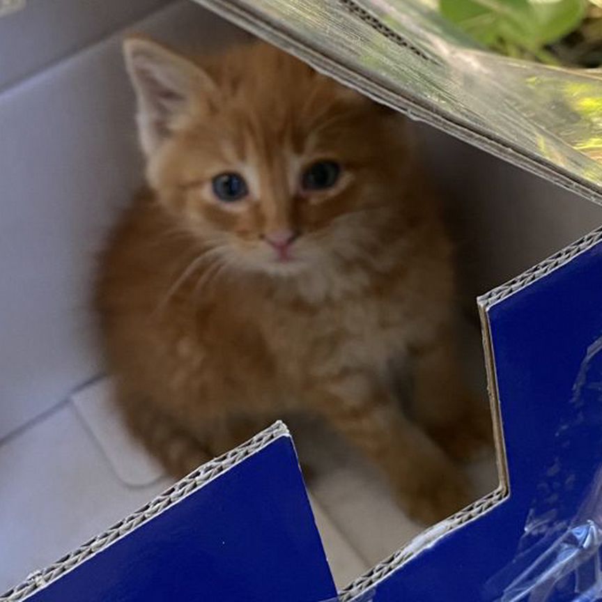 Котята с волшебными глазами