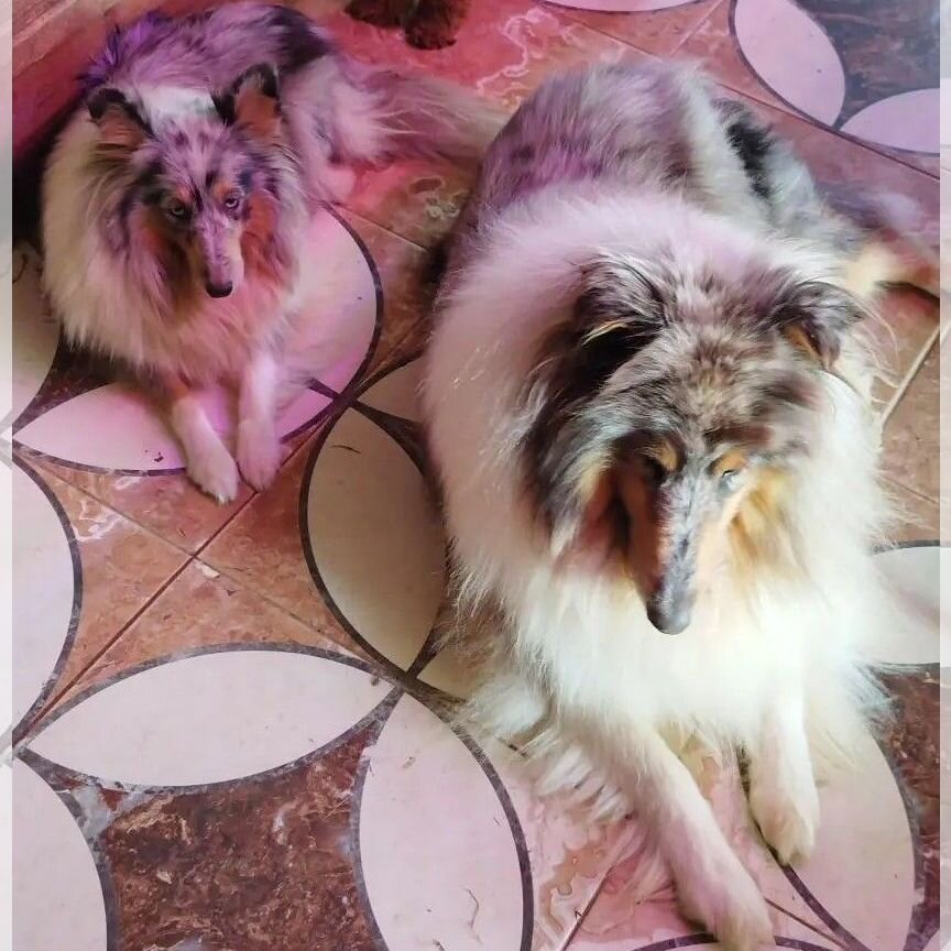 Колли, щенок