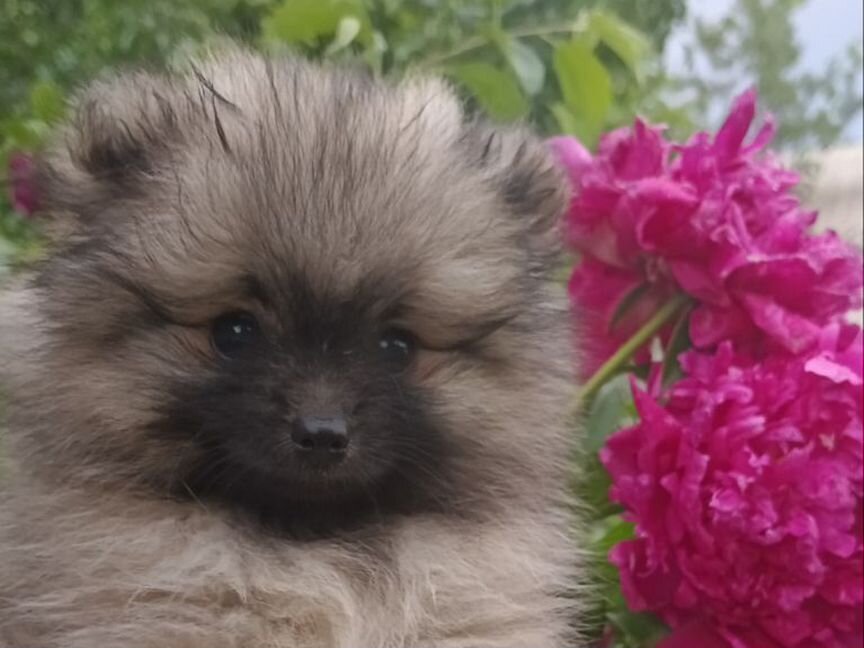 Померанский шпиц