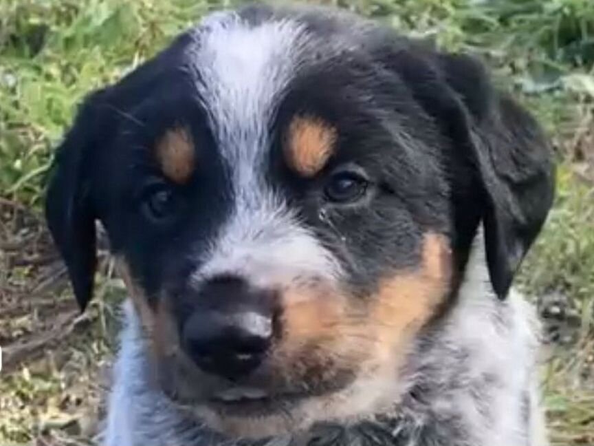 Щенки алабай доберман