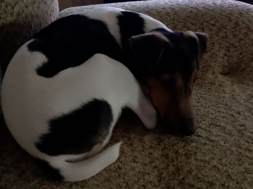 Щенок Джек Рассел терьера