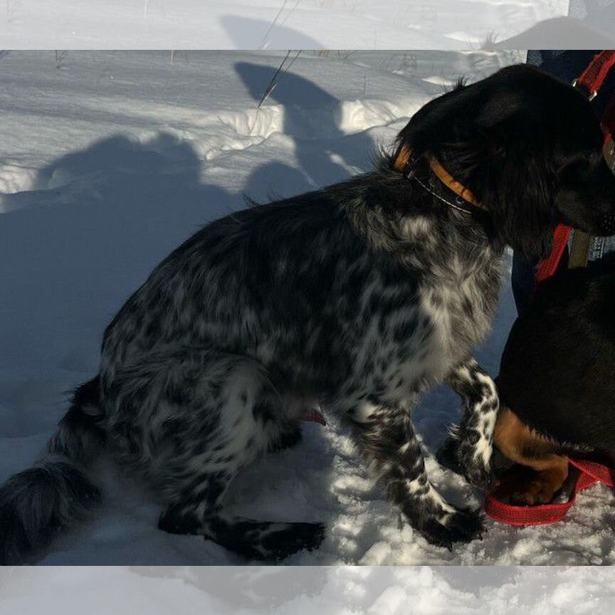 Русский охотничий спаниель, щенок