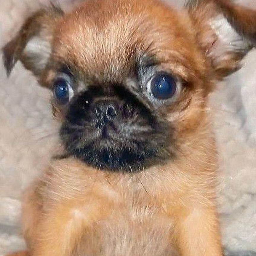 Брюссельский гриффон