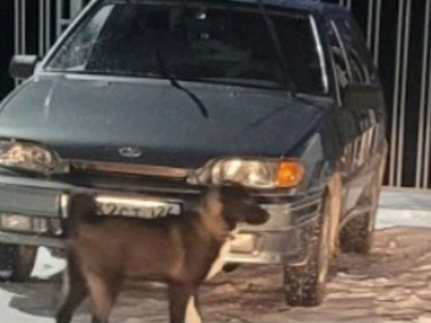 Собака