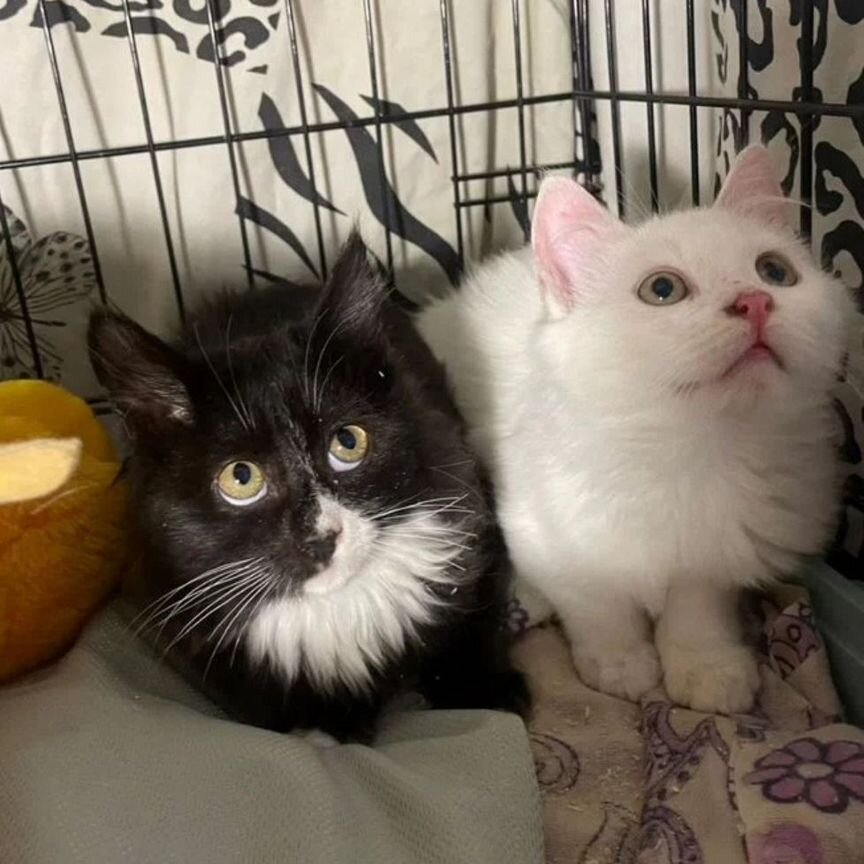 Котята в приюте 2.7 мес
