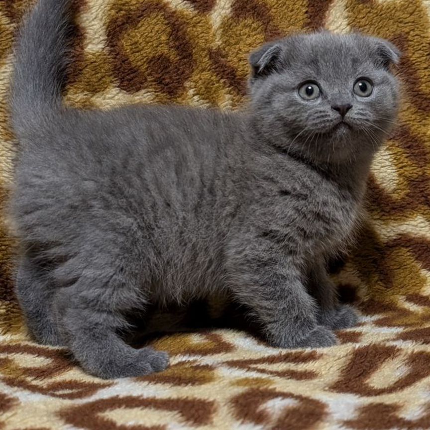 Британский короткошёрстный котёнок