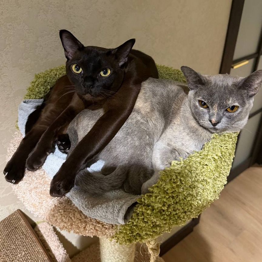 Европейская бурманская, взрослая кошка