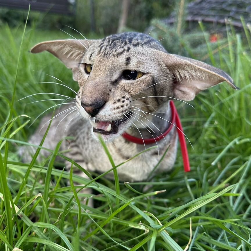 Ориентальный кот экстрим