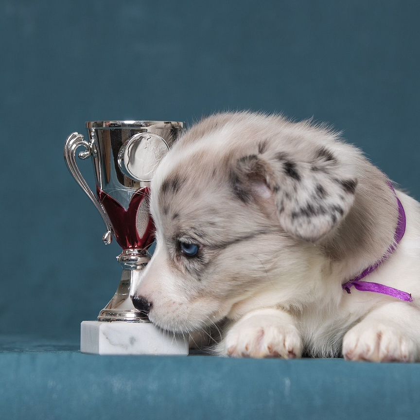 Вельш-корги кардиган мраморный