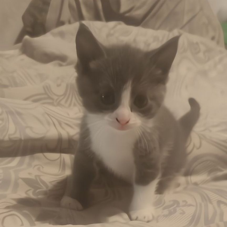 Котёнок в добрые руки