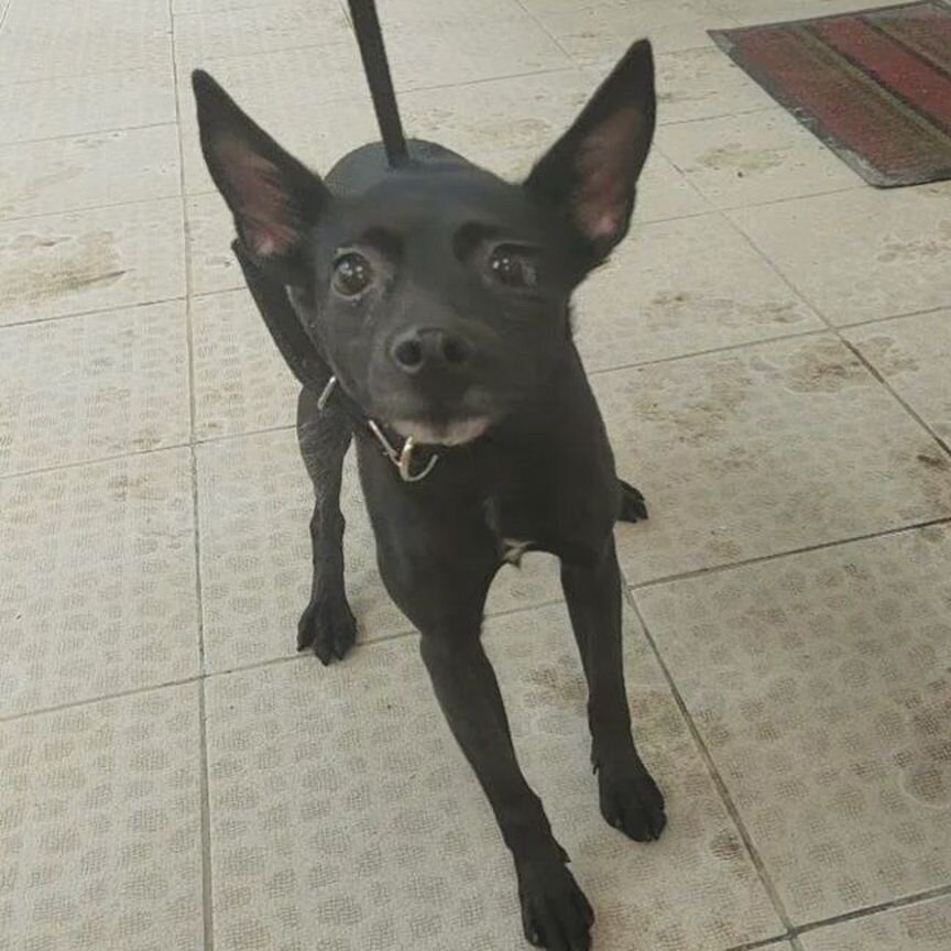 Русский той-терьер, взрослая собака