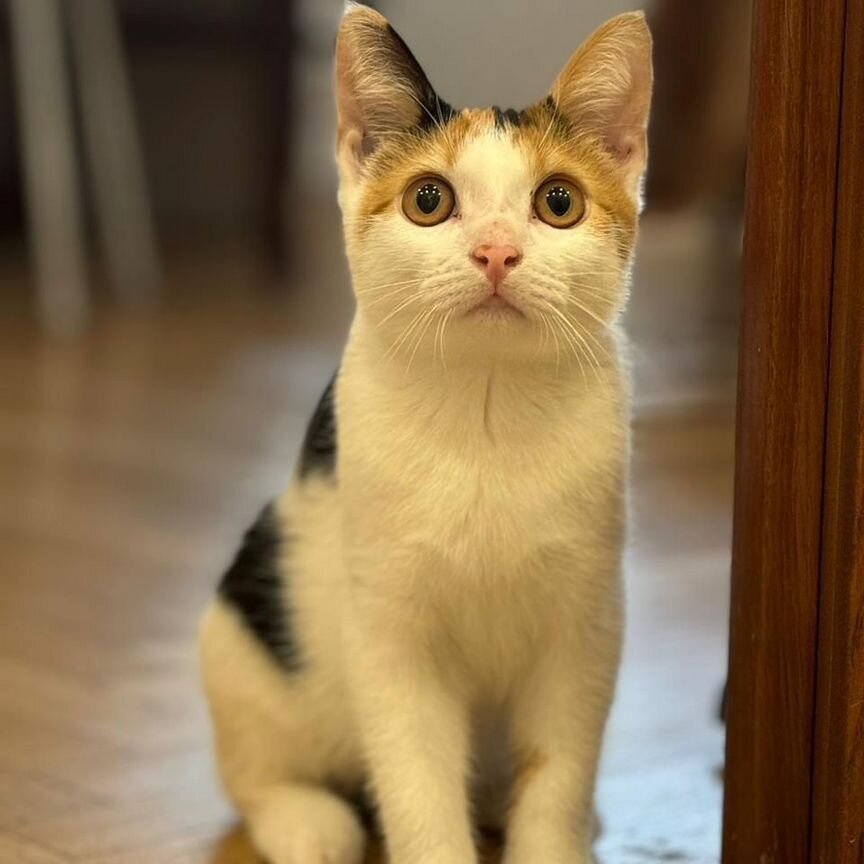 Отдам кота в добрые руки