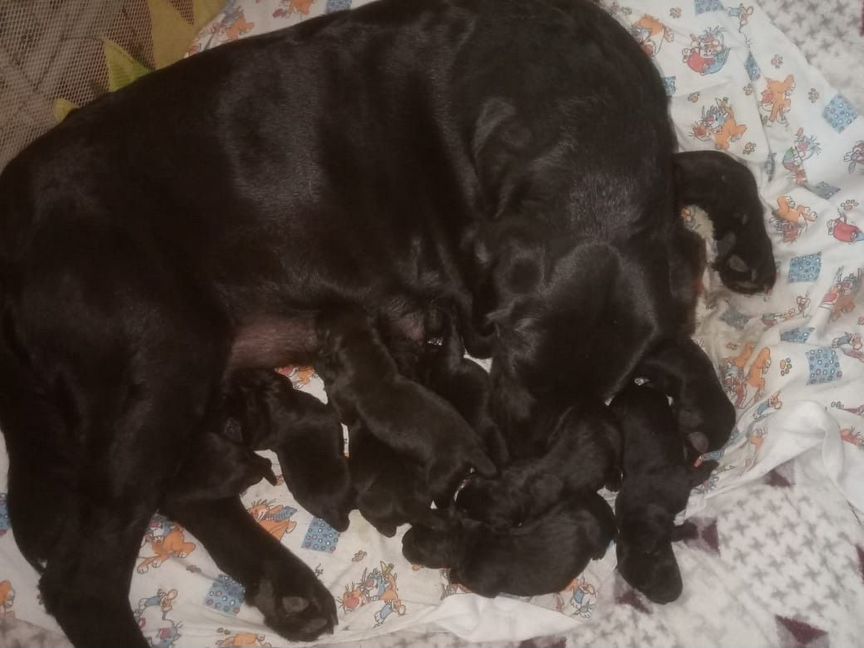 Щенки лабрадора