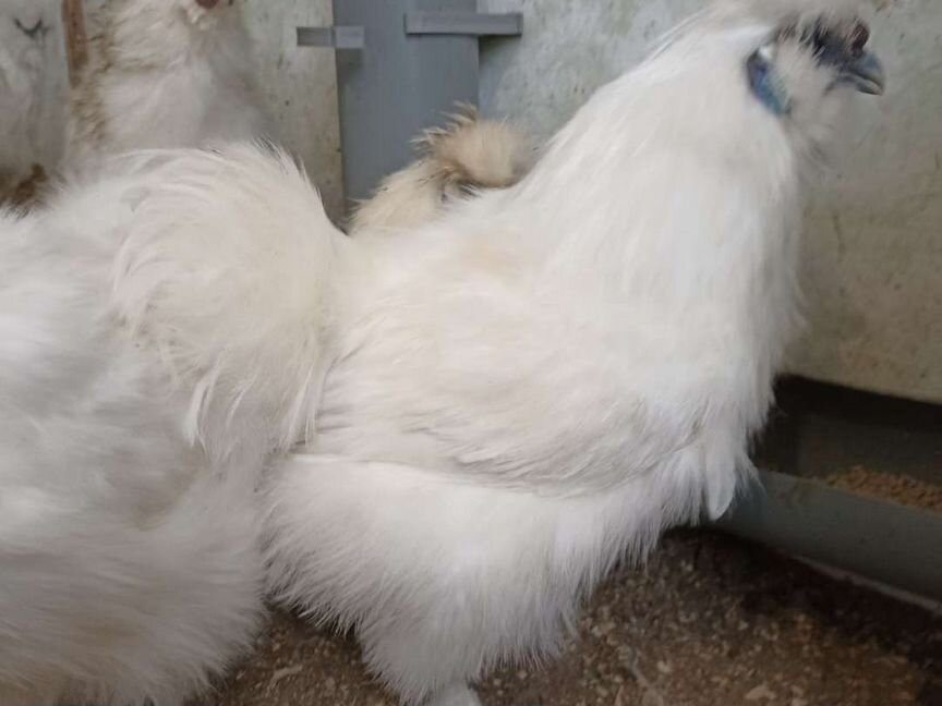 Китайские шелковые