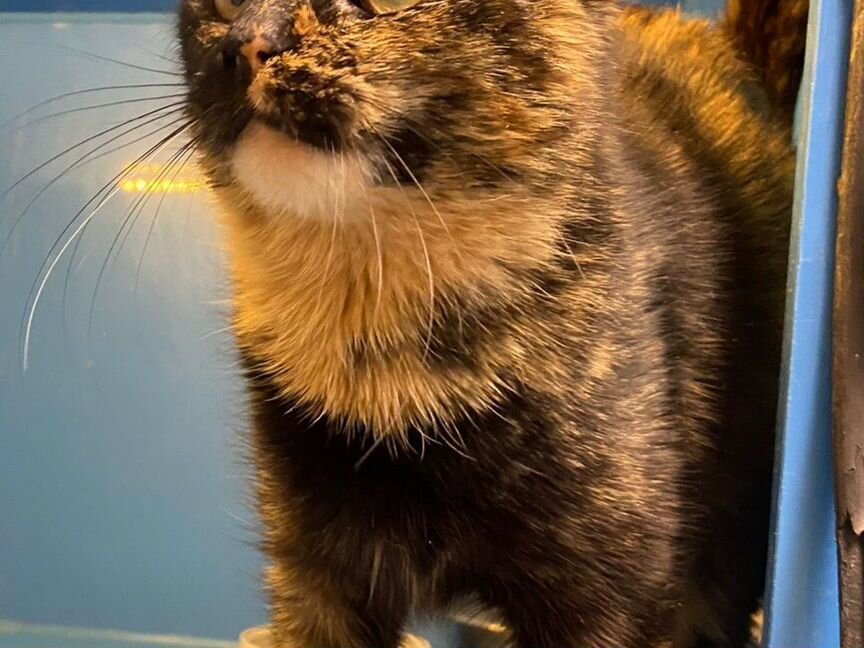 Мегаласковая кошка