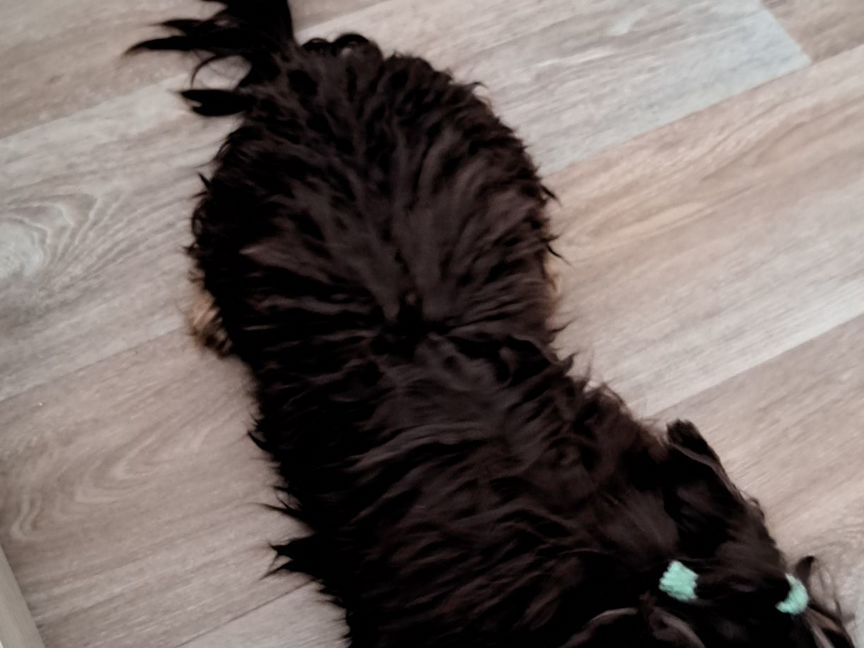 Шоколадный йорк мальчик 2 года 2.5 кг