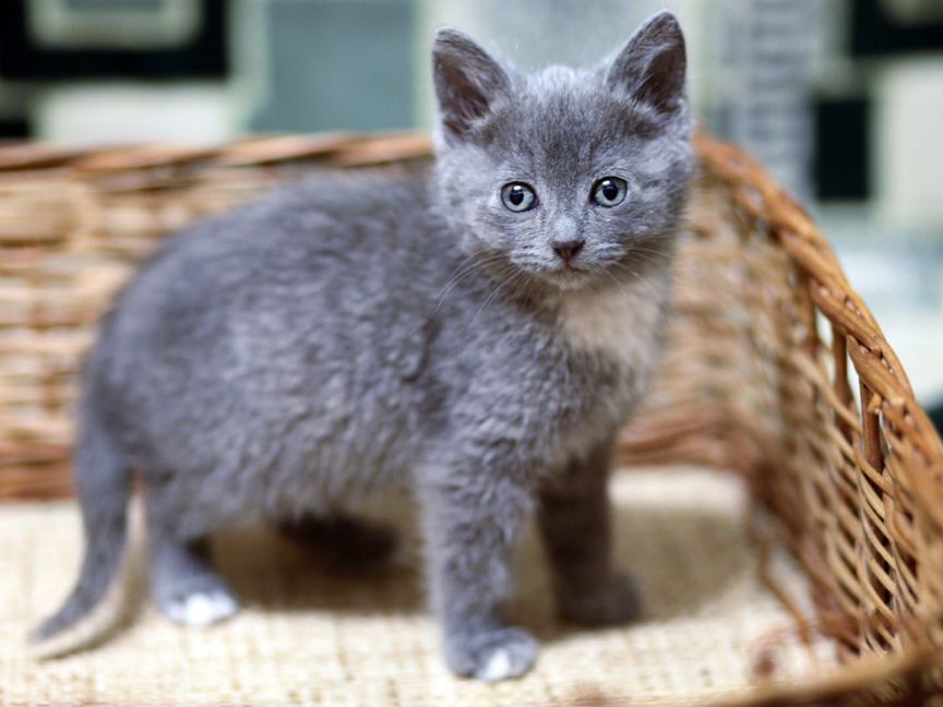 Котёнок в добрые руки